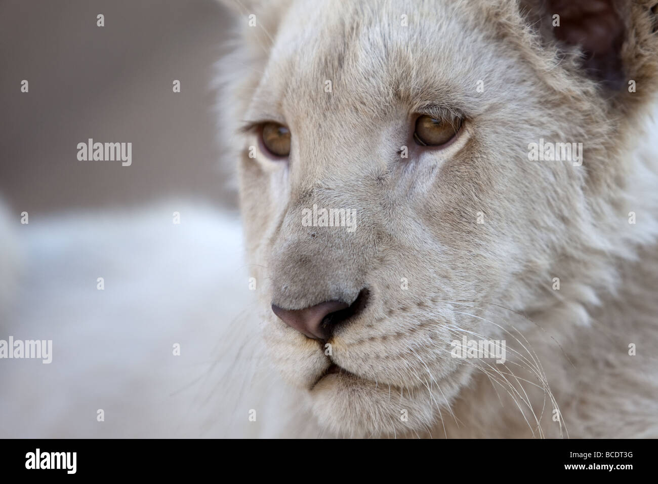 Head shot white lion hi-res stock photography and images - Alamy