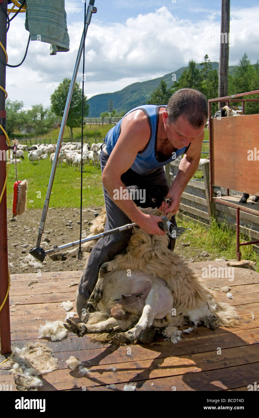Summer Sheep shearing in Strathspey Scottish Highlands Stock Photo - Alamy