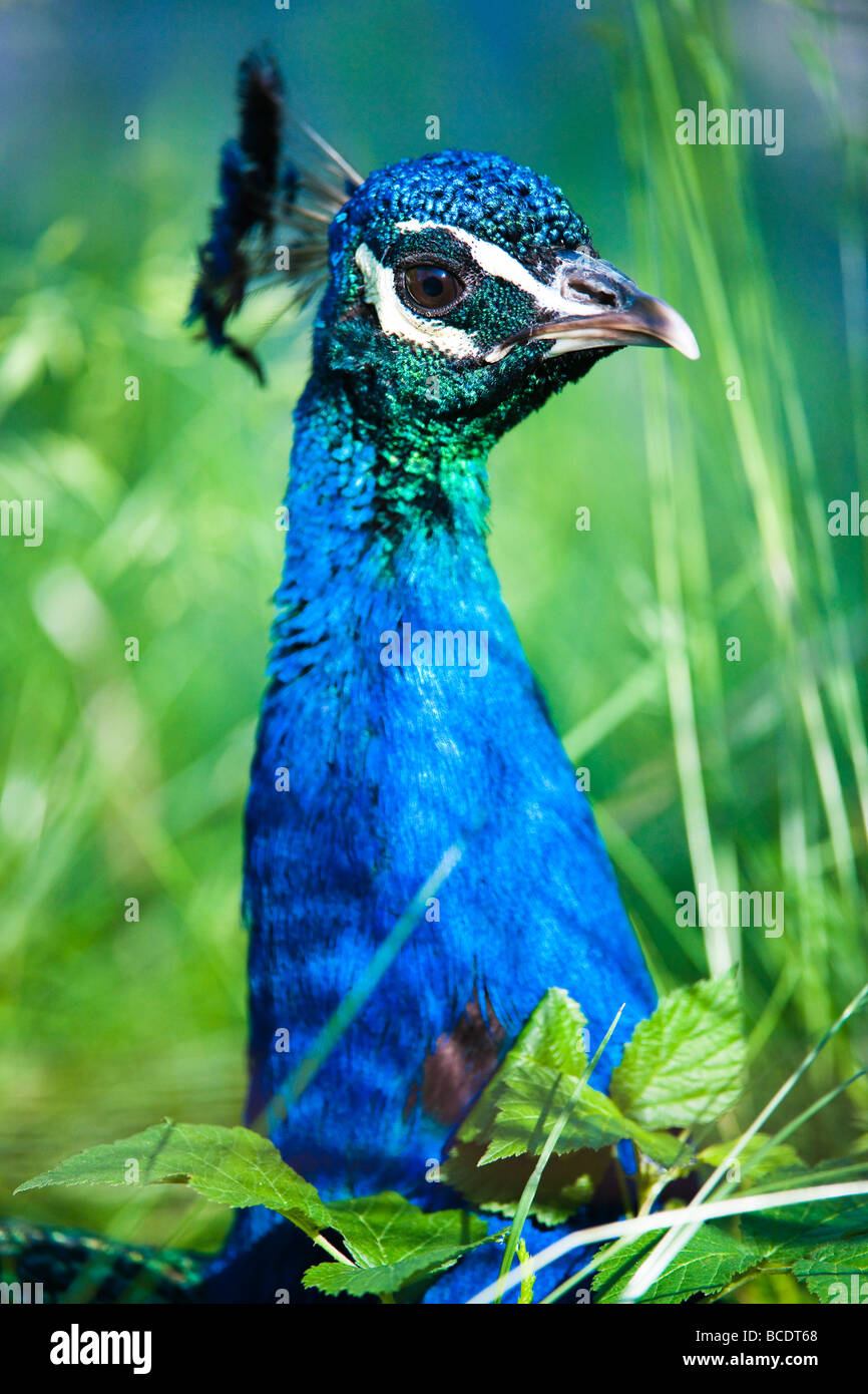 Indian peafowl pavo cristatus in hi-res stock photography and images ...