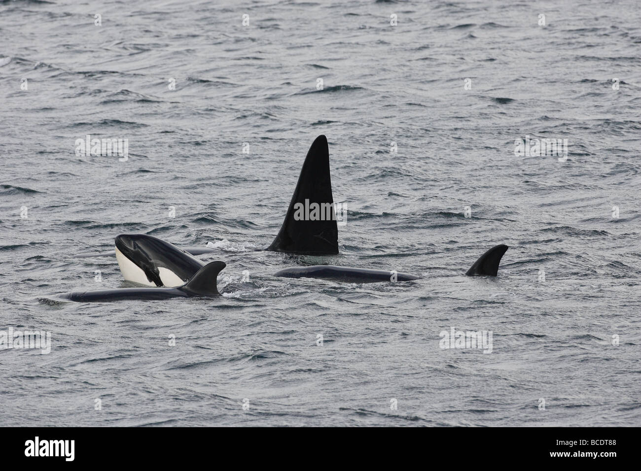 Killer Whales Orcinus orca off Ness of Sound, Shetland Islands ...