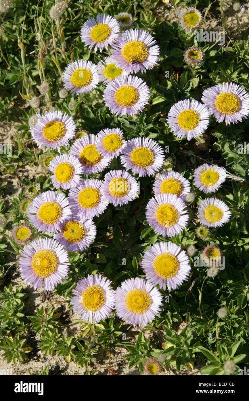Seaside daisy hi-res stock photography and images - Alamy