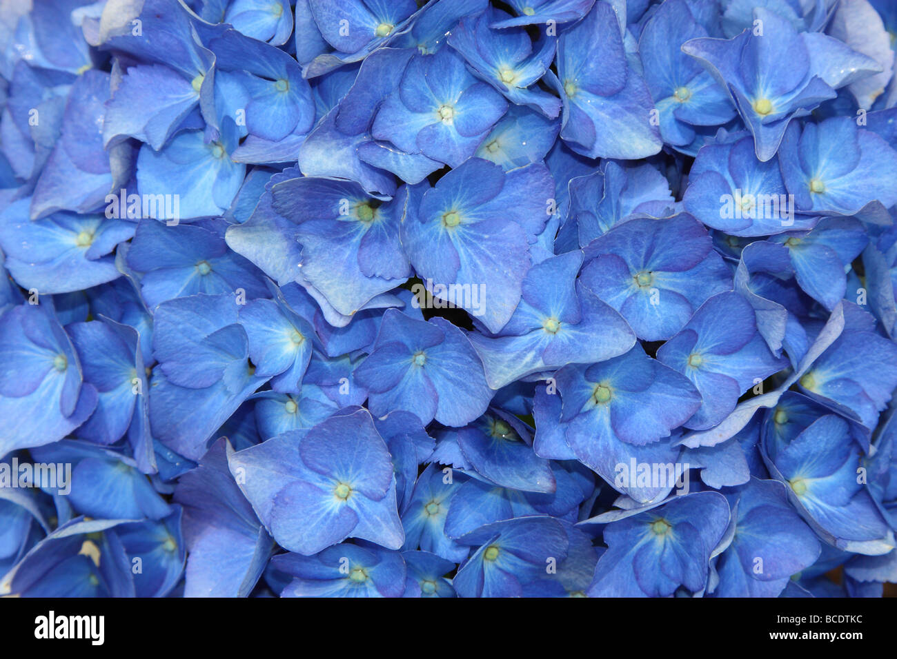 Blue hydrangea flowers close up Stock Photo - Alamy
