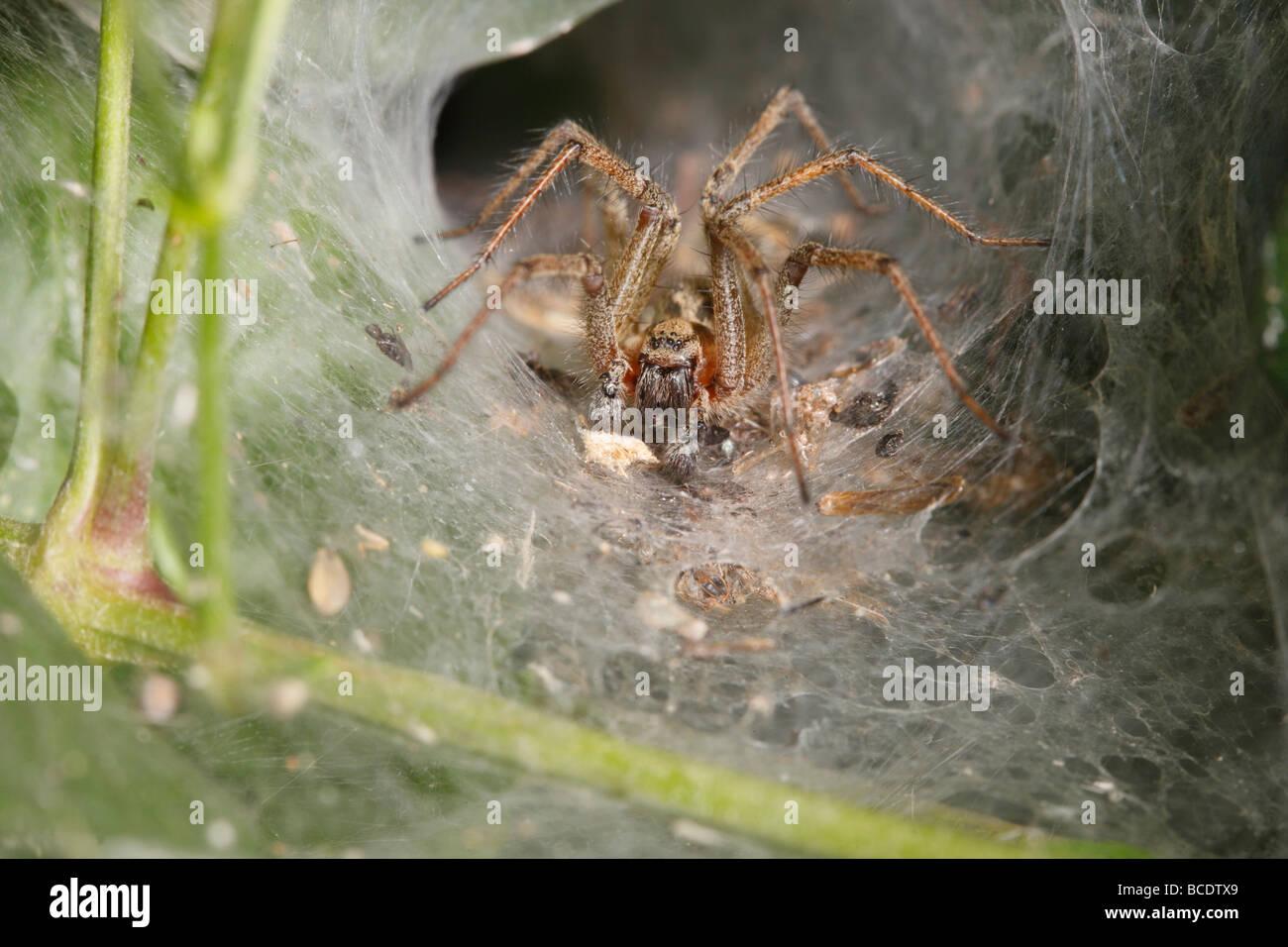 Labyrinth Spider in the entrance to its web funnel Stock Photo - Alamy