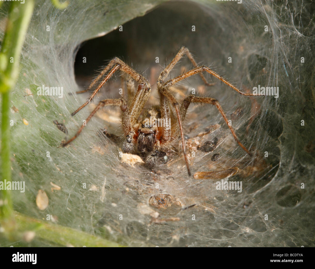 Labyrinth Spider in the entrance to its web funnel Stock Photo - Alamy