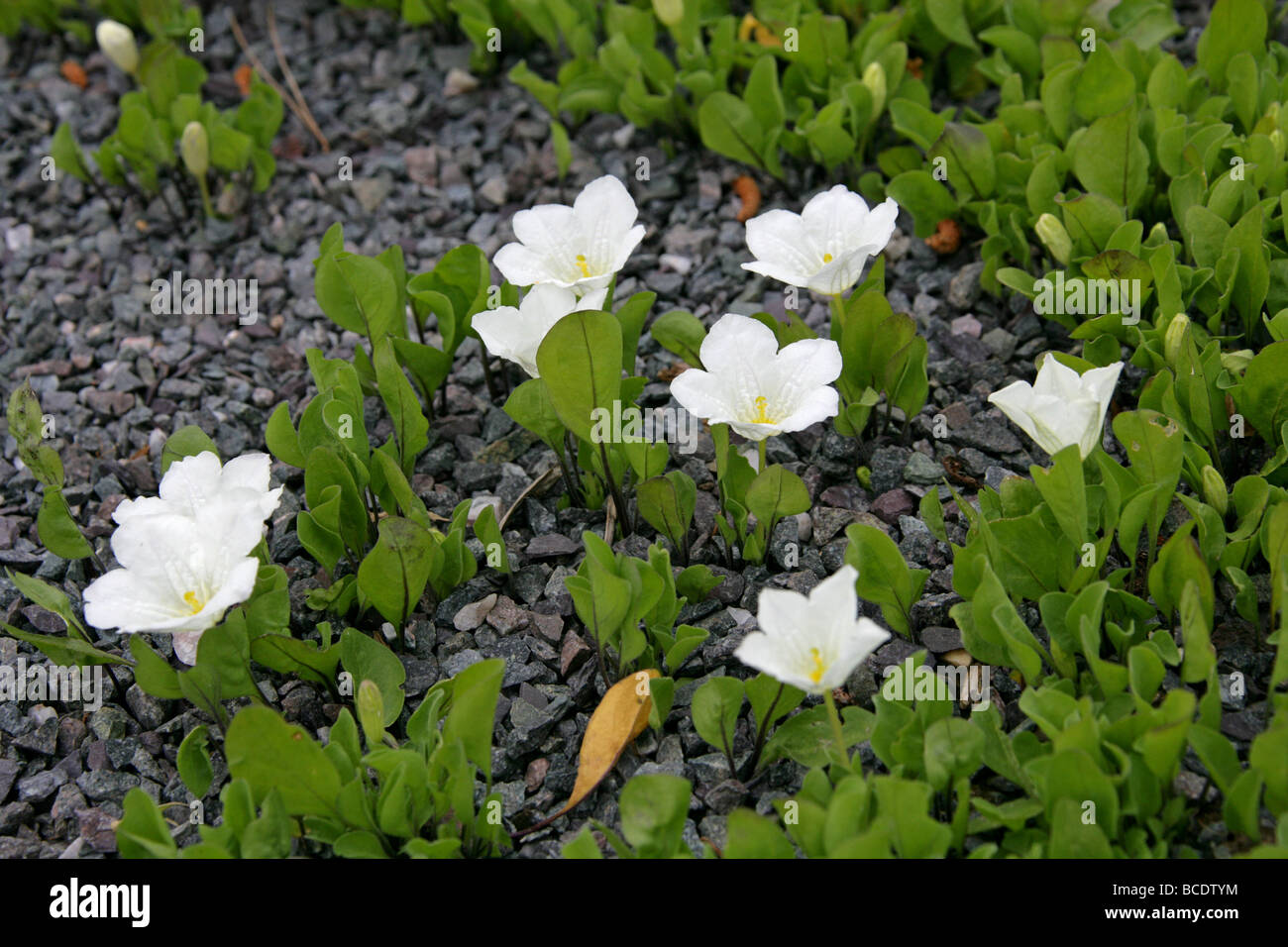 Whitecup, Nierembergia rivularis syn Nierembergia repens, Solanaceae ...