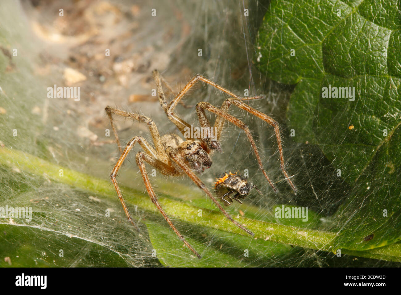Labyrinth Spider approaching a ladybird Larva trapped in its web Stock ...