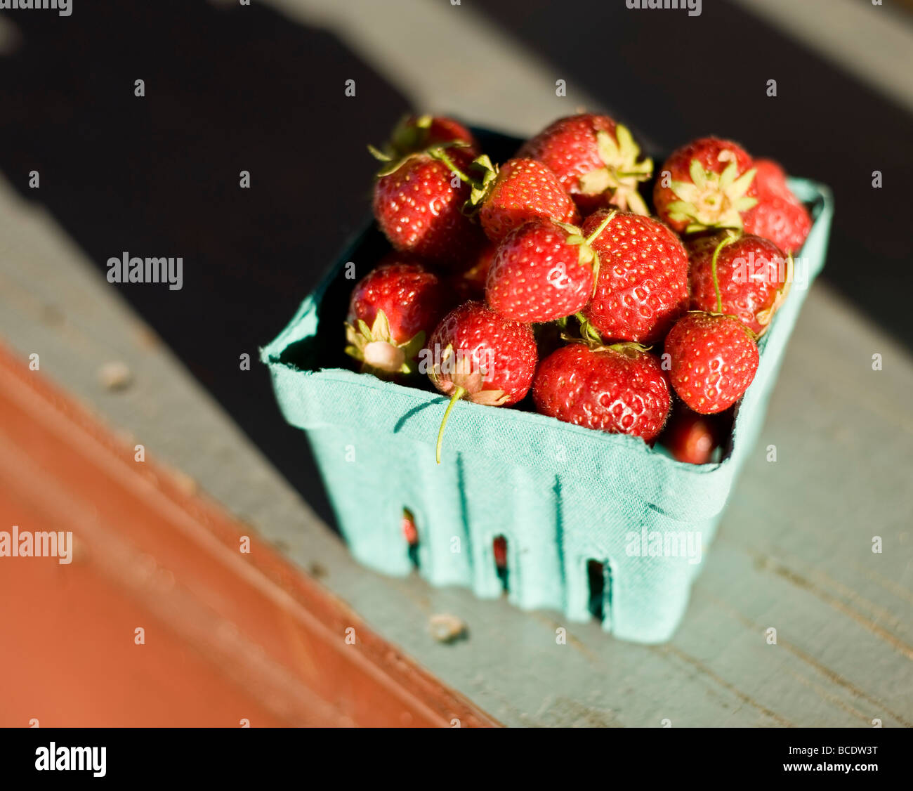 Strawberry Picking Wisconsin
