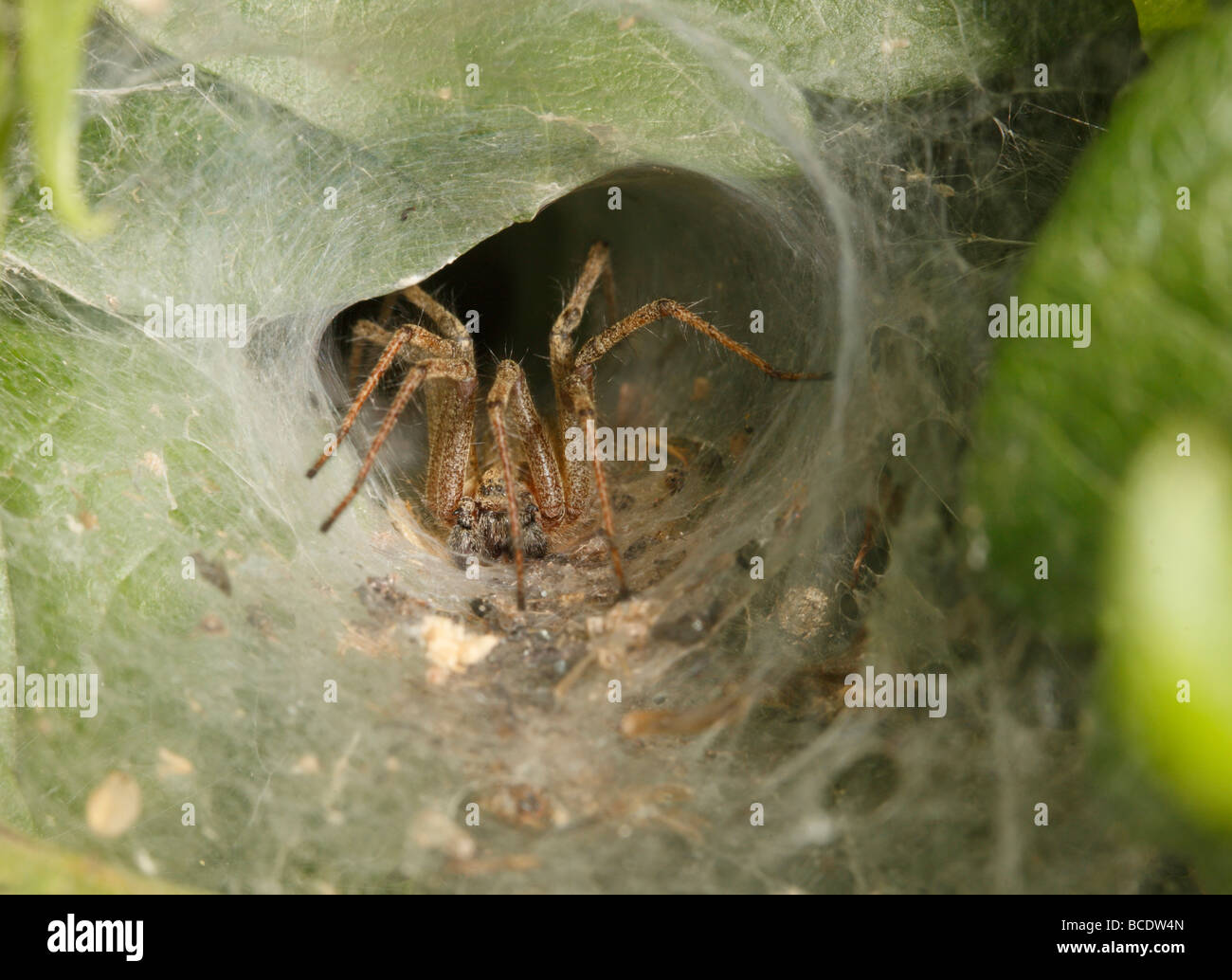 Labyrinth spider agelena labyrinthica hi-res stock photography and ...