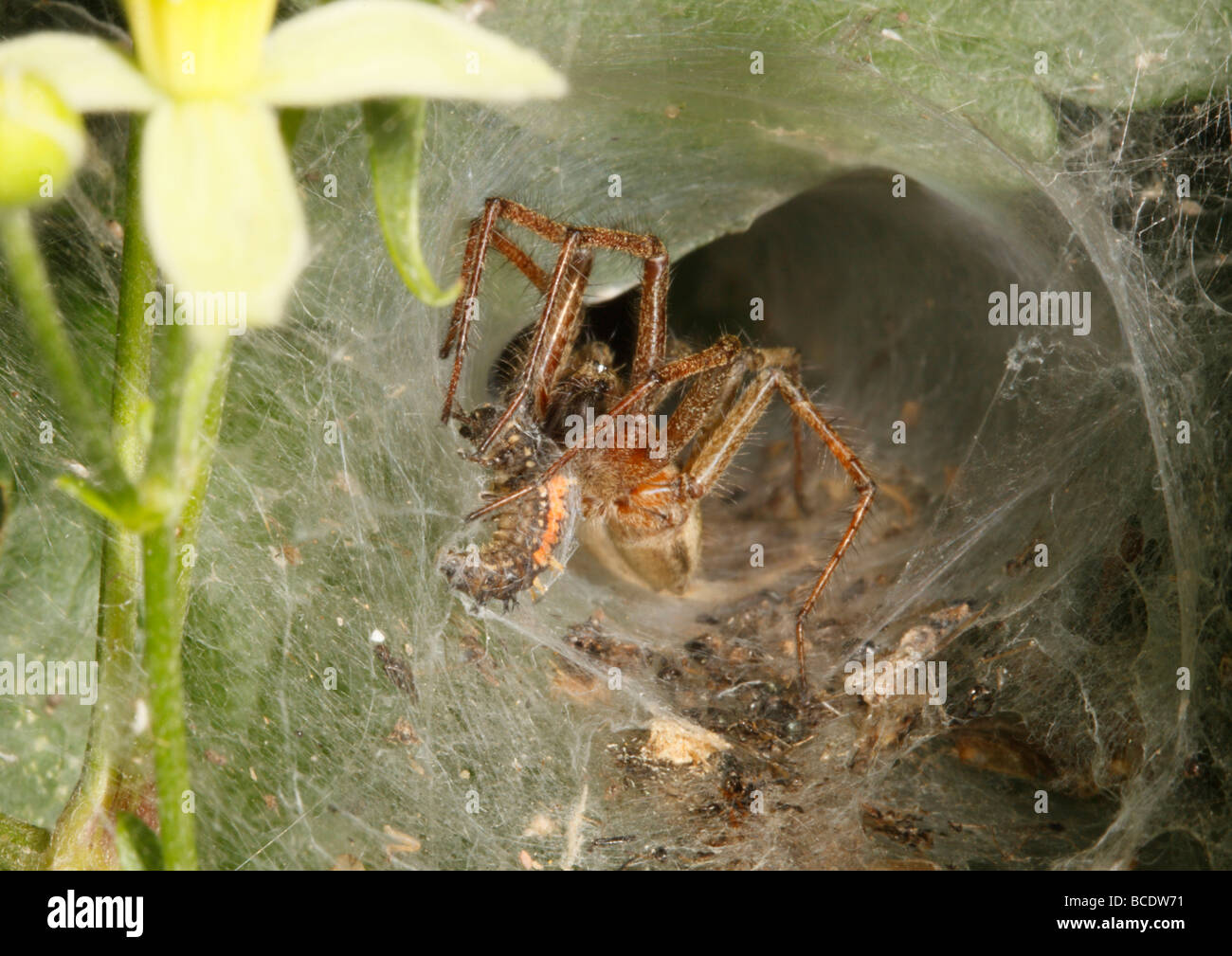 Labyrinth Spider approaching a ladybird Larva trapped in its web Stock ...