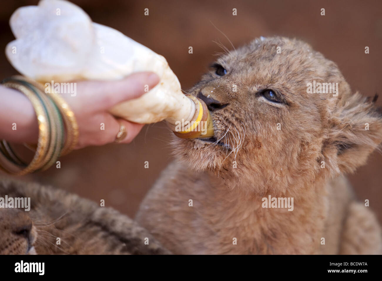 Half woman half lion hi-res stock photography and images - Alamy