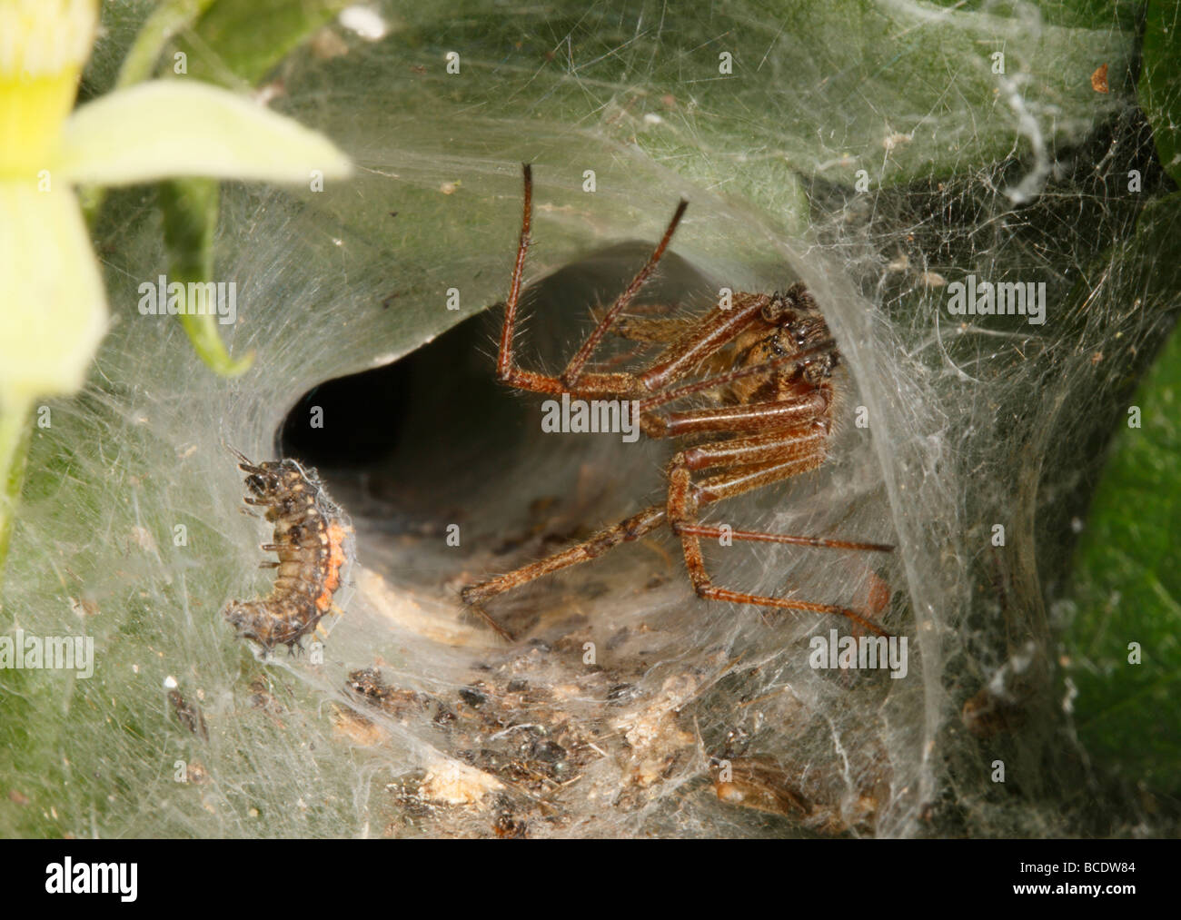 Labyrinth Spider approaching a ladybird Larva trapped in its web Stock ...