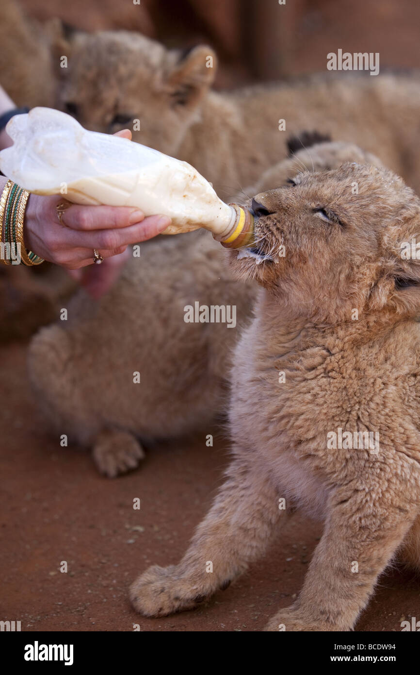 Half woman half lion hi-res stock photography and images - Alamy