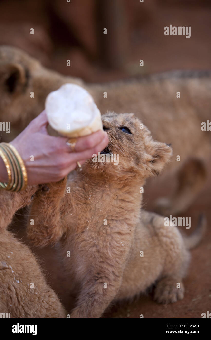 Woman hand feeding small lion cub Stock Photo - Alamy