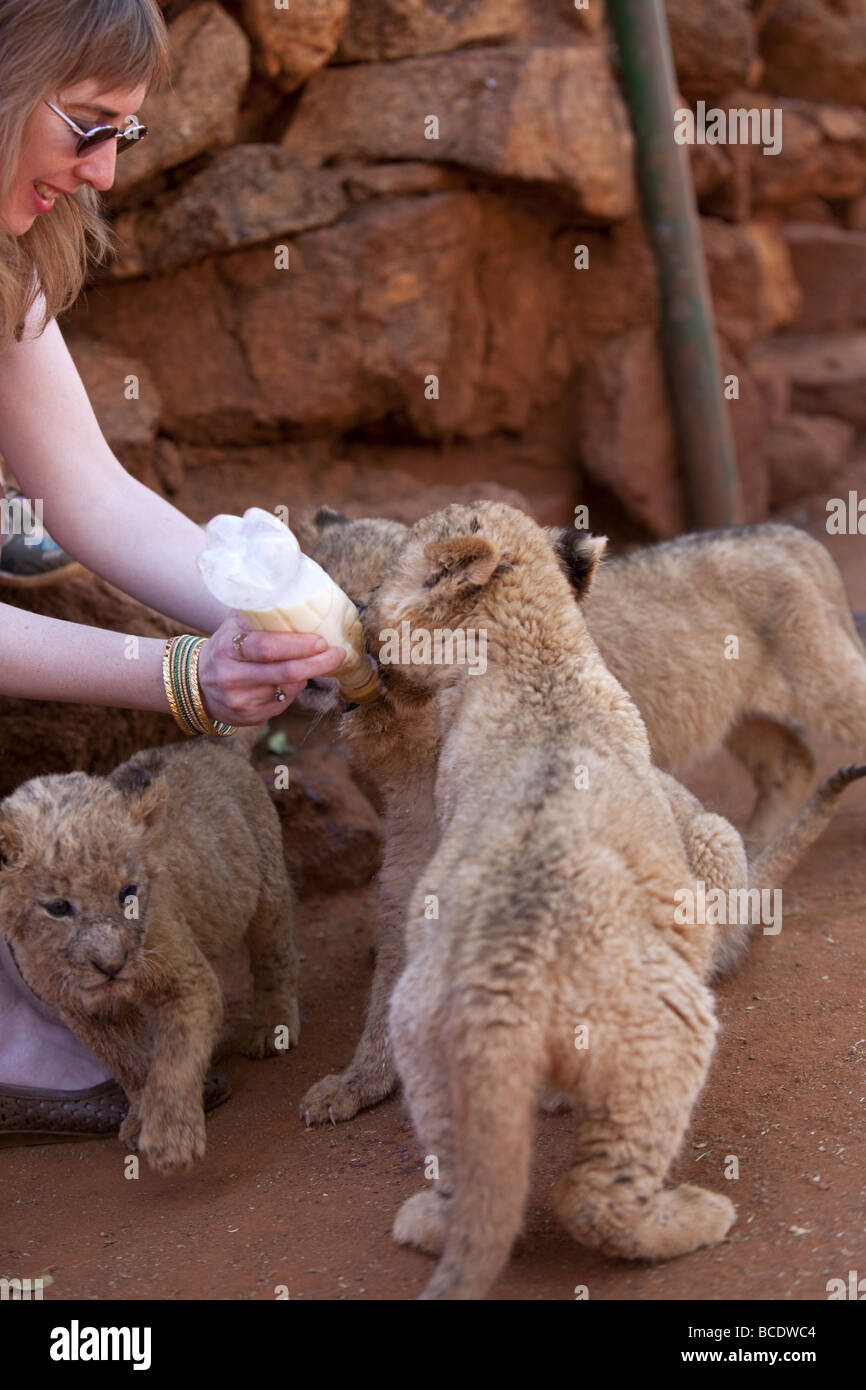 Woman hand feeding small lion cub Stock Photo - Alamy