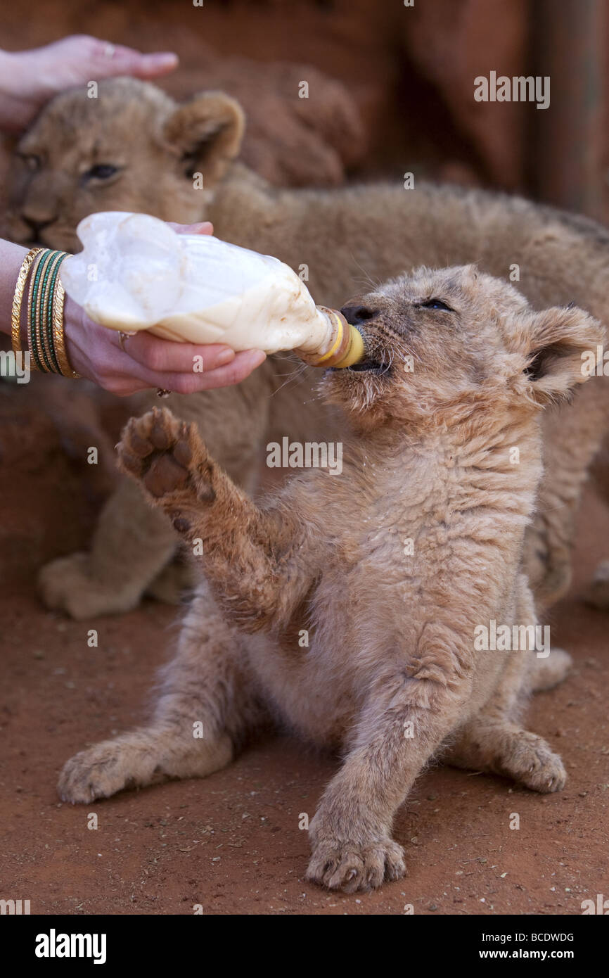 Woman hand feeding small lion cub Stock Photo - Alamy