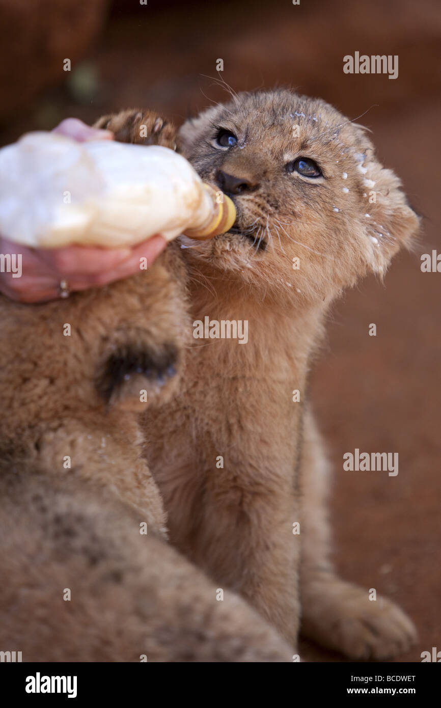 Woman hand feeding small lion cub Stock Photo - Alamy