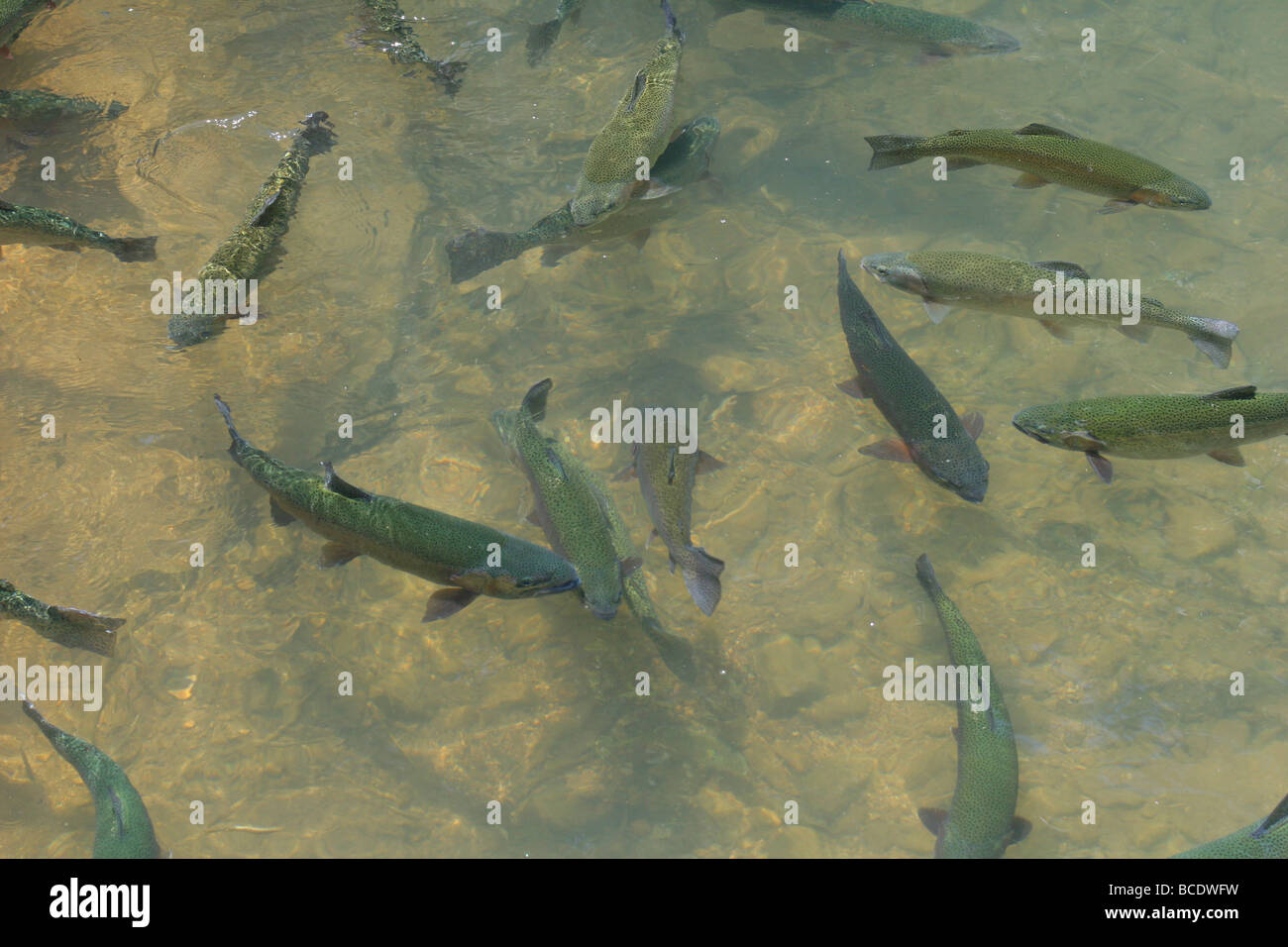 Rainbow trout swimming in a clear pool Stock Photo - Alamy