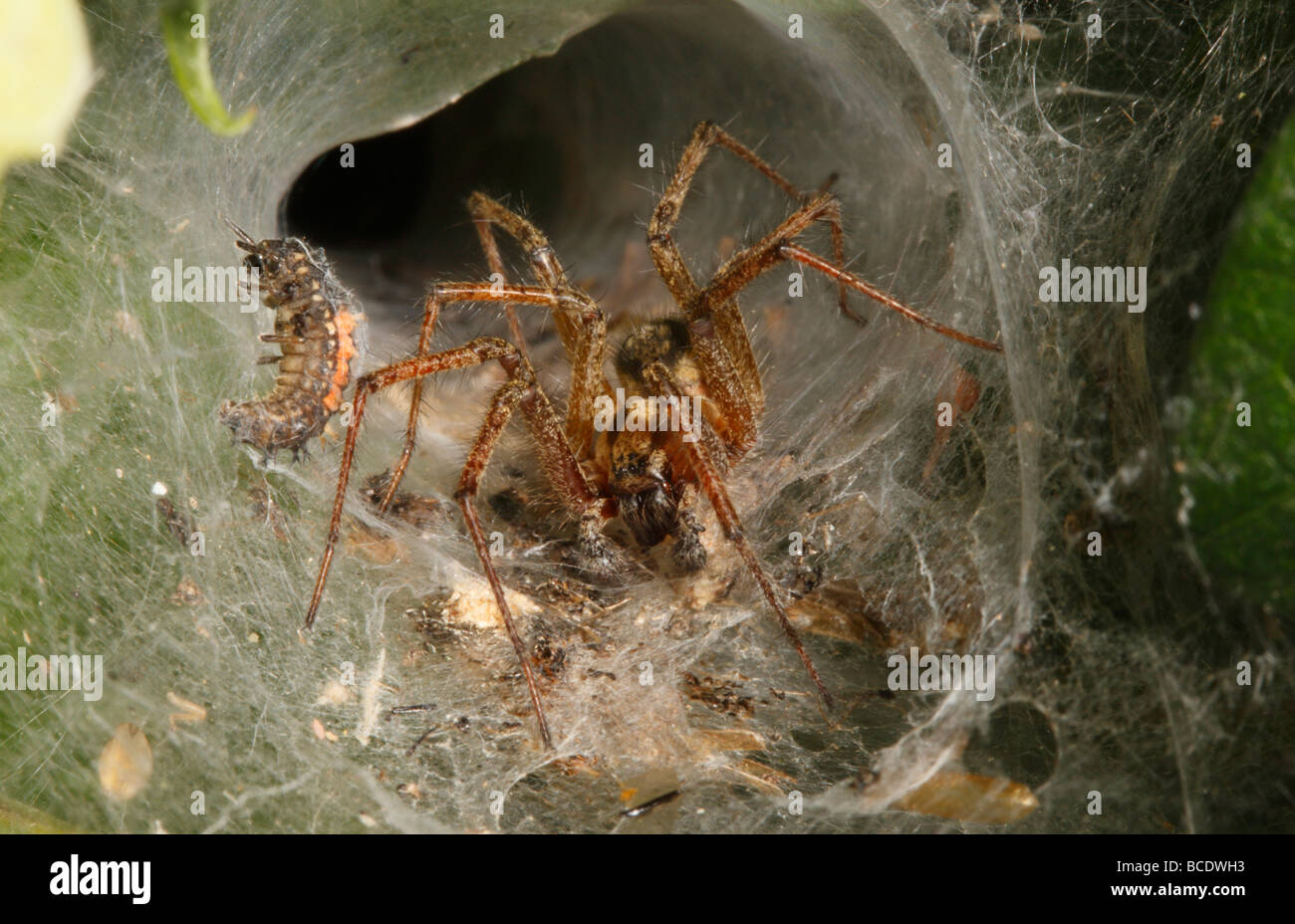 Labyrinth Spider approaching a ladybird Larva trapped in its web Stock ...