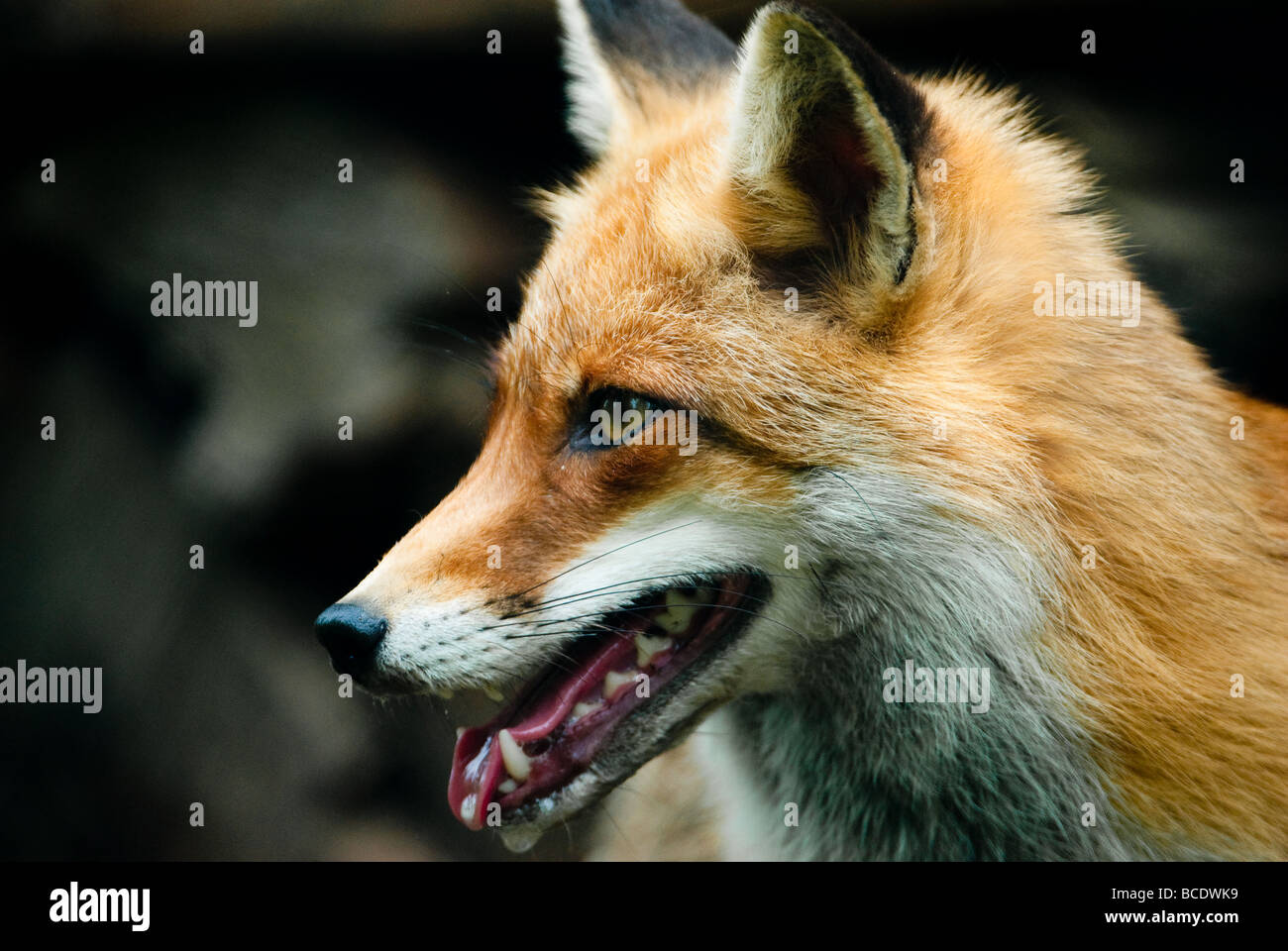 Fox head side hi-res stock photography and images - Alamy