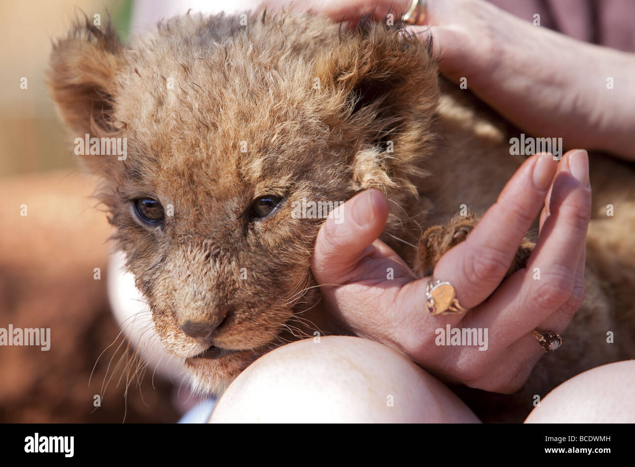 Baby lion cub hi-res stock photography and images - Alamy