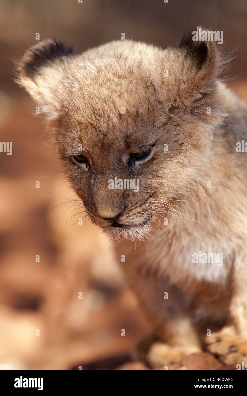 Small lion cub Stock Photo - Alamy