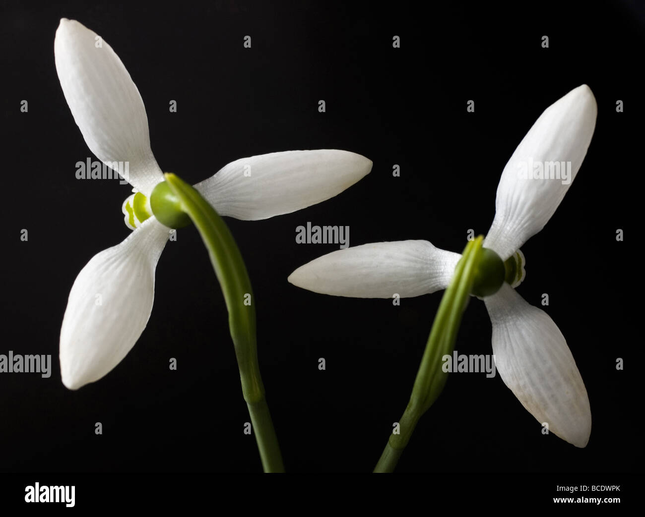 Close up common snowdrop hi-res stock photography and images - Alamy
