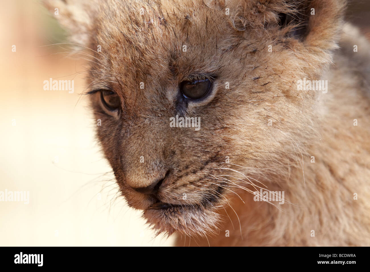 Two month old lion cub hi-res stock photography and images - Alamy