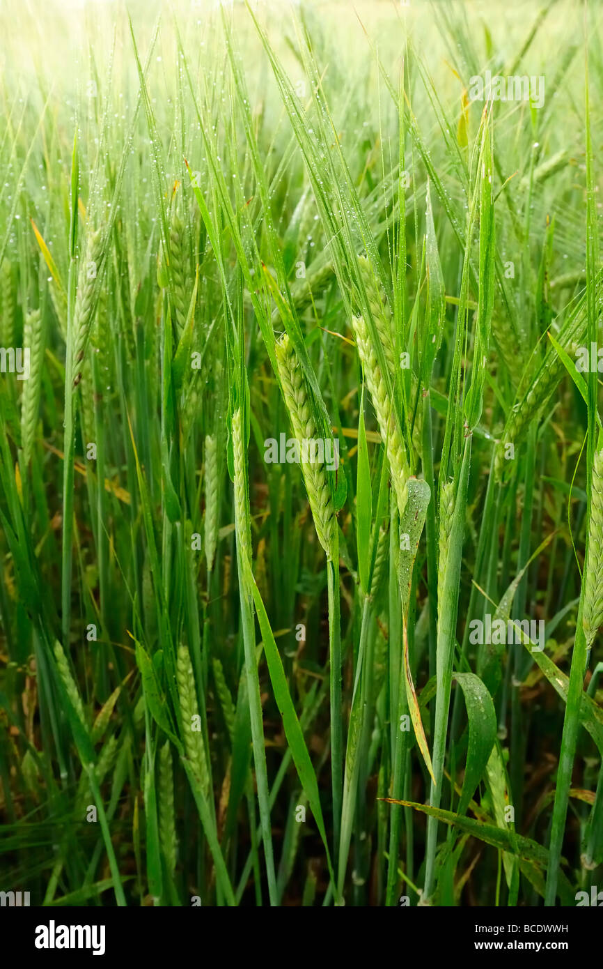 Feed barley hi-res stock photography and images - Alamy