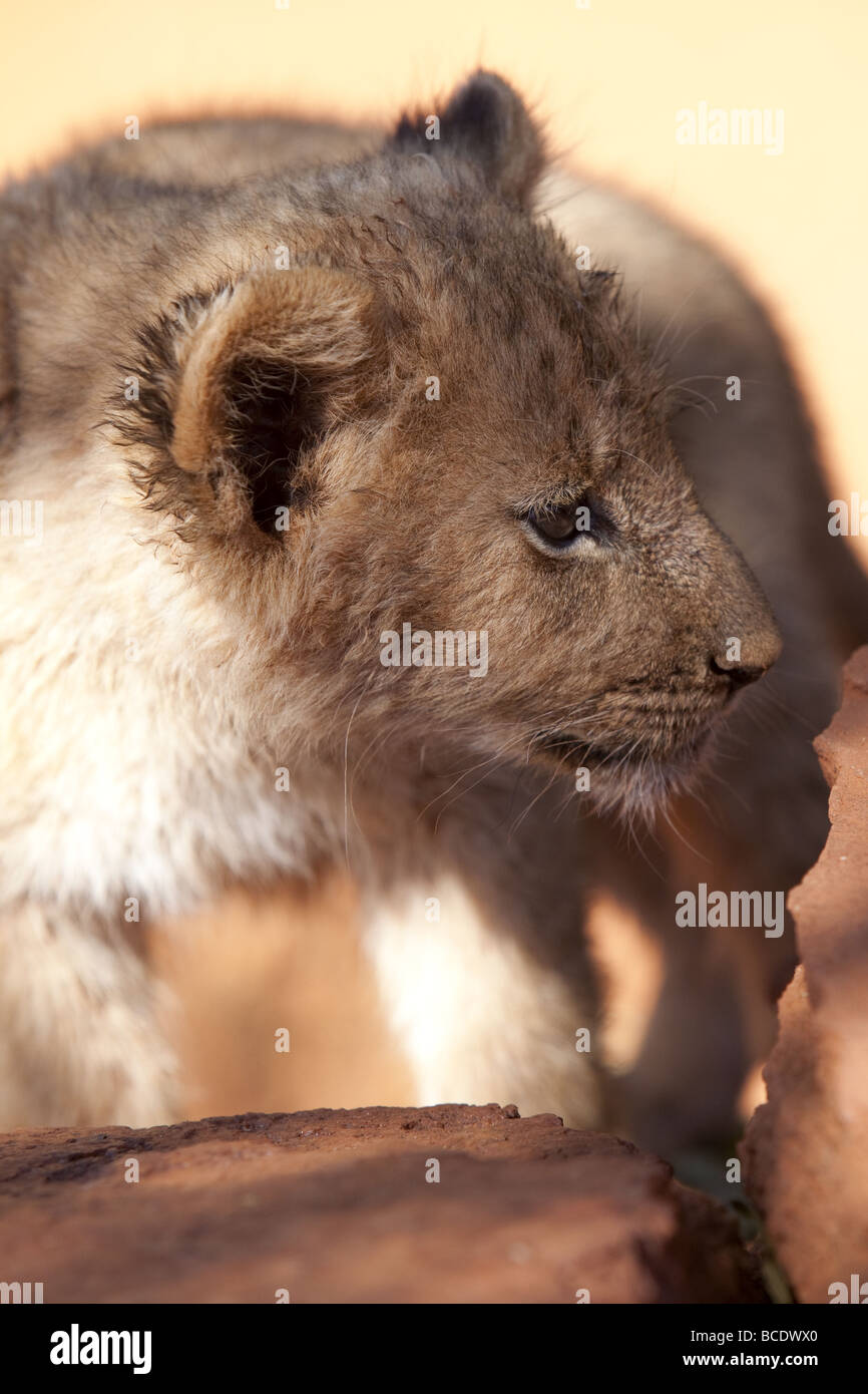 Small lion cub Stock Photo - Alamy