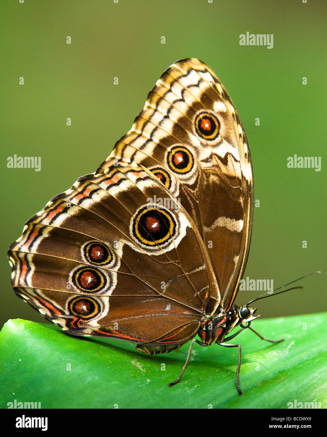 Butterfly wing hi-res stock photography and images - Alamy