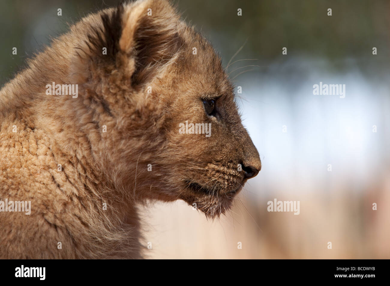 Small lion cub Stock Photo - Alamy