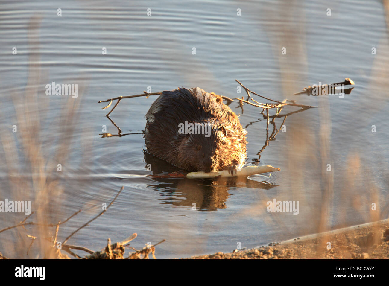 Beaver chewing wood hi-res stock photography and images - Alamy