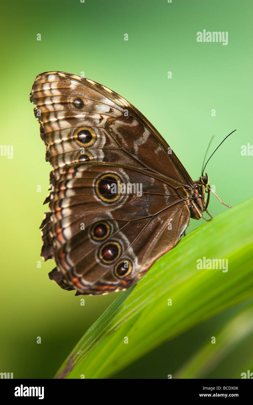 Owl butterfly hi-res stock photography and images - Alamy
