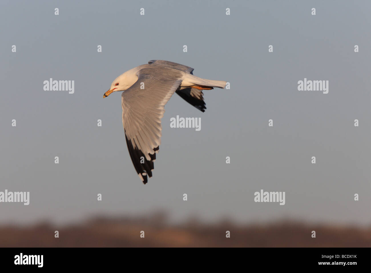 Seagull in flight Stock Photo - Alamy