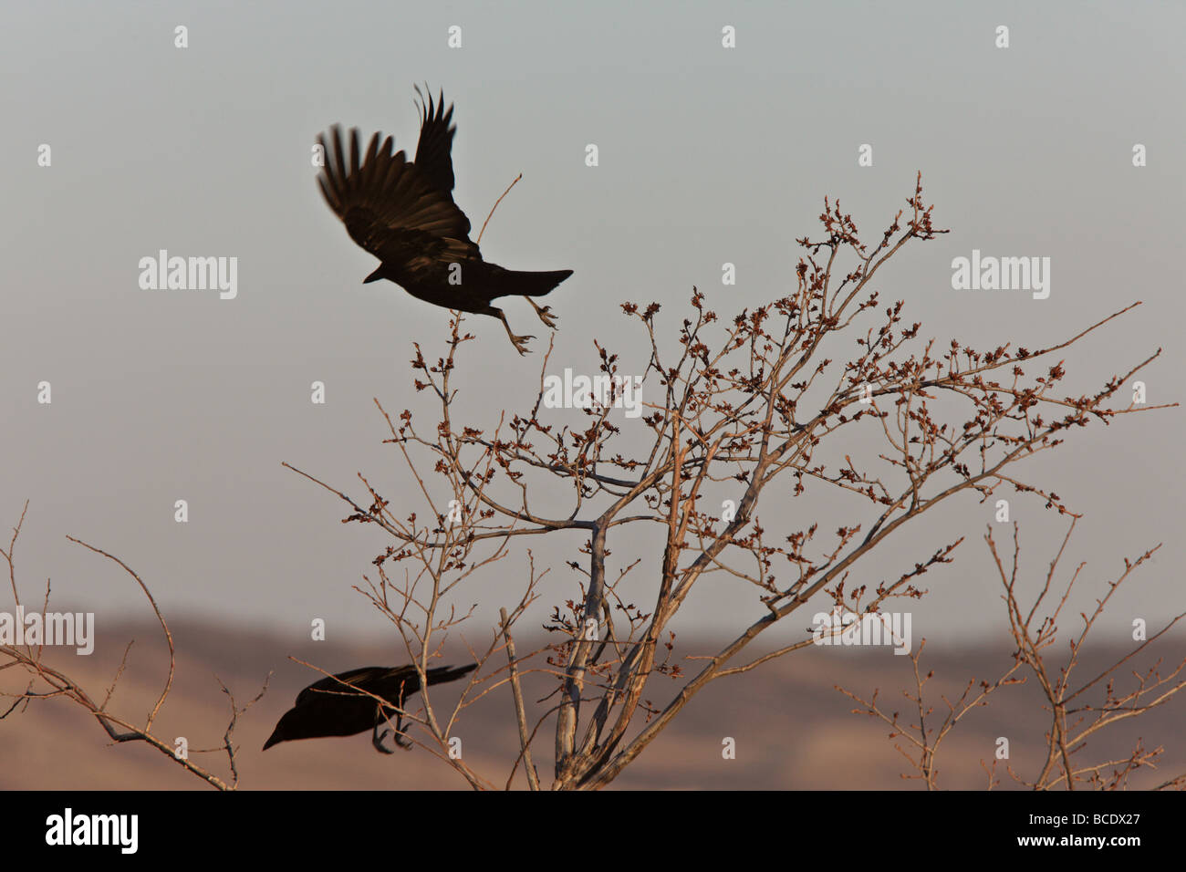 Crow in flight Stock Photo - Alamy
