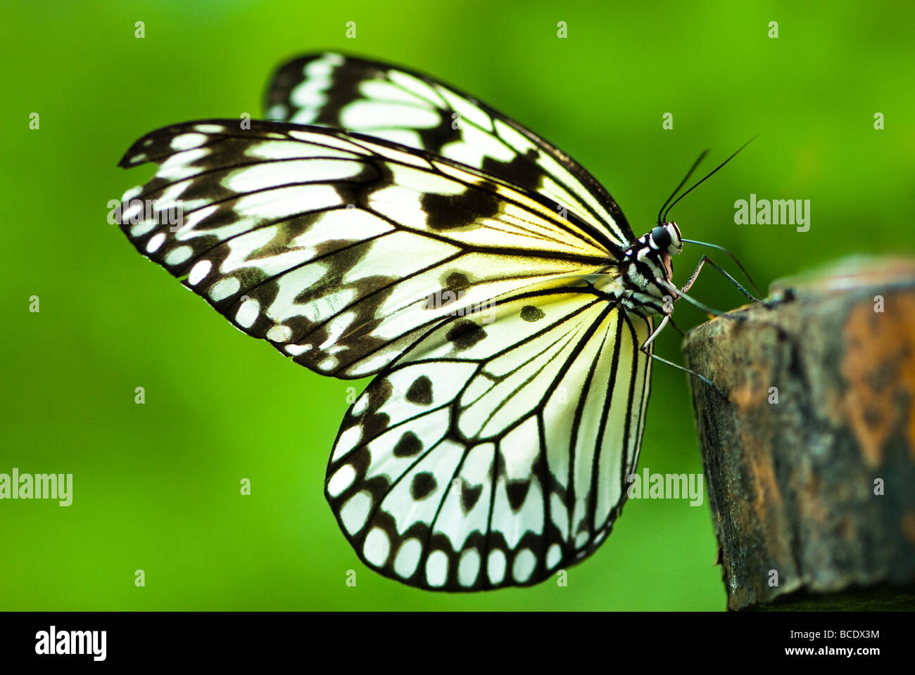 white tree nymph butterfly lat idea leuconoe with green out of focus ...