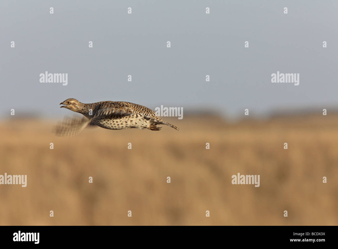 Grouse in Flight Stock Photo - Alamy