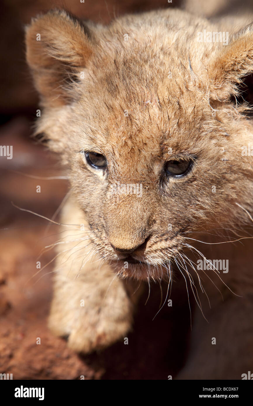 Small lion cub Stock Photo - Alamy