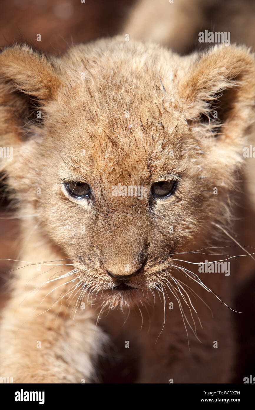 Small lion cub Stock Photo - Alamy