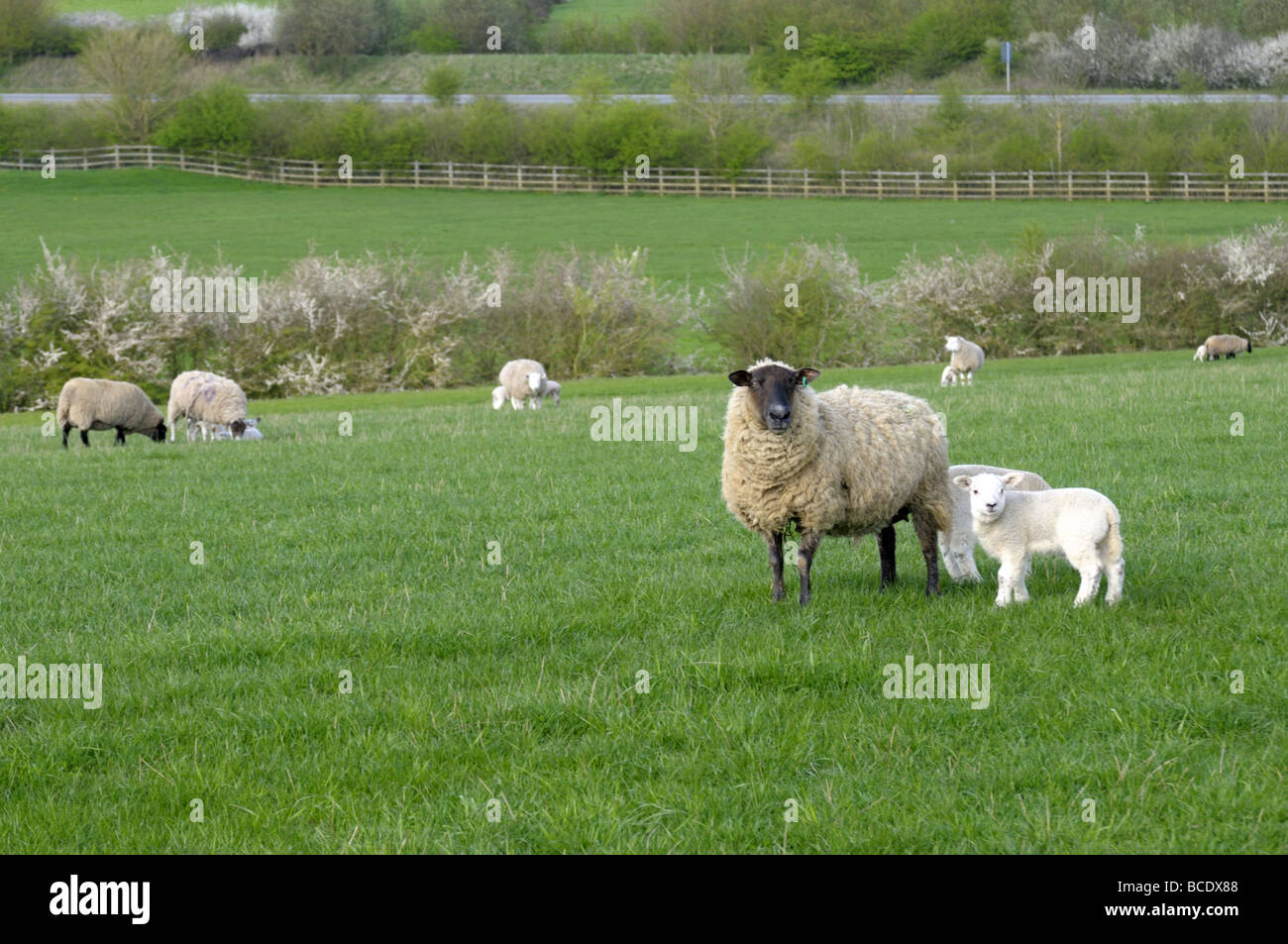 Sheep with Lambs Stock Photo - Alamy