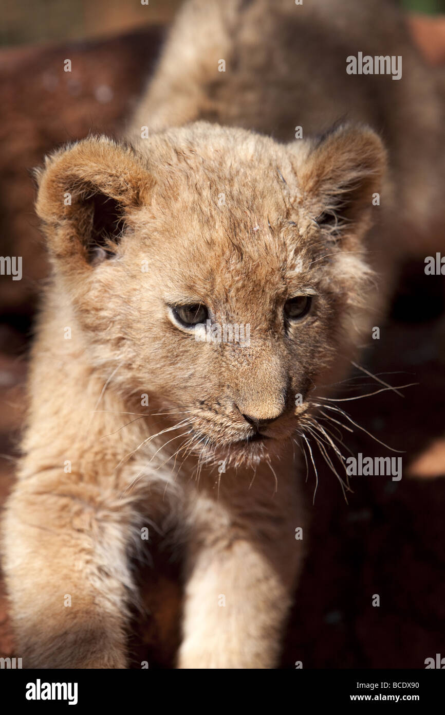 Small african lion cub hi-res stock photography and images - Alamy