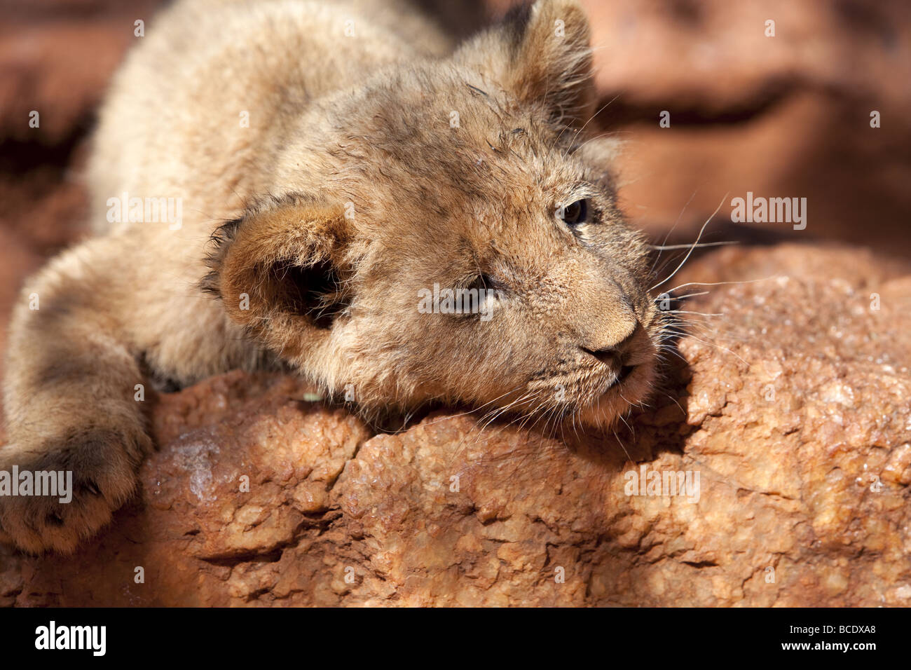 Small lion cub Stock Photo - Alamy