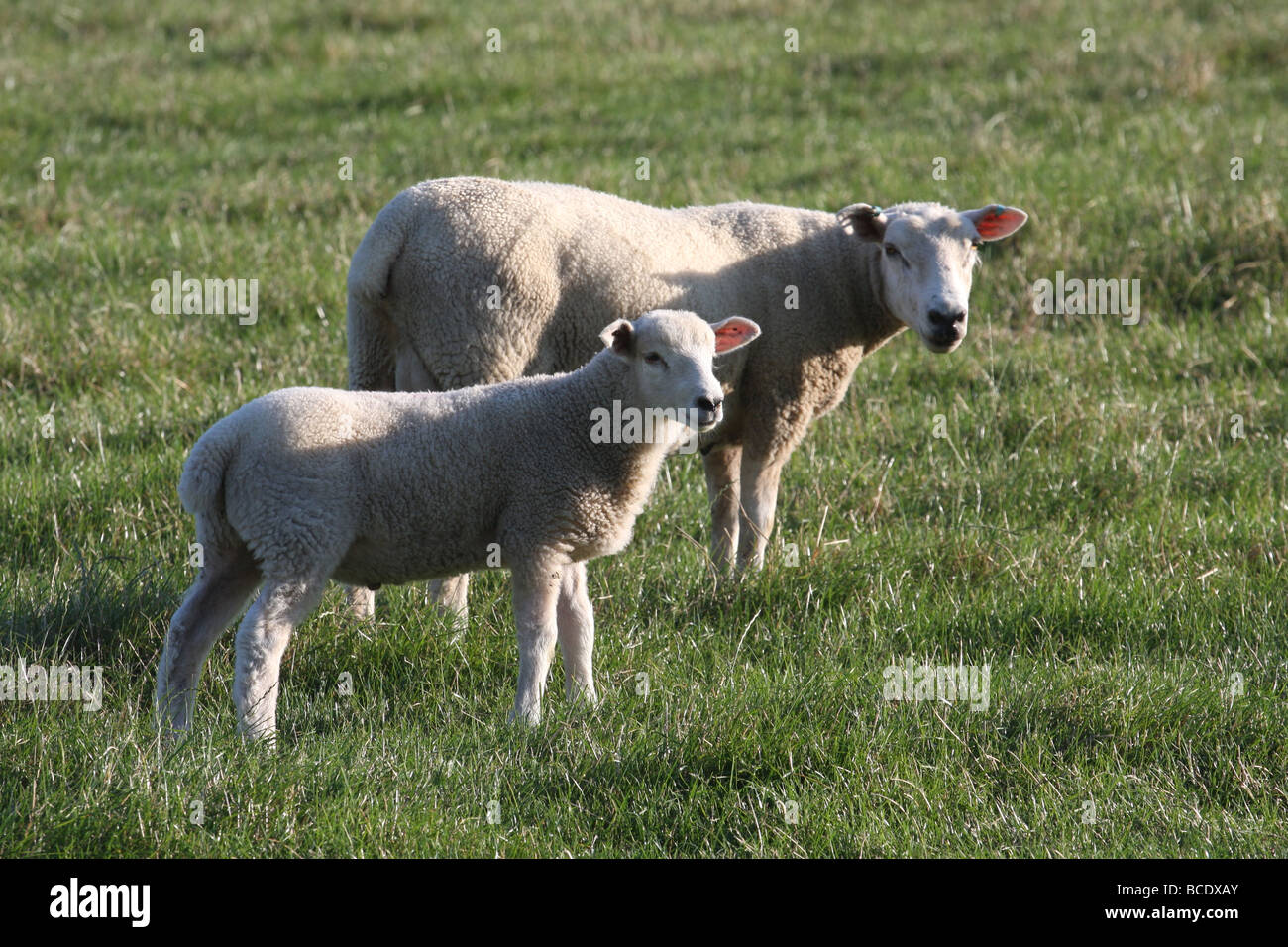 Sheep and Lamb in field, Corfe Castle, Dorset, England Stock Photo - Alamy