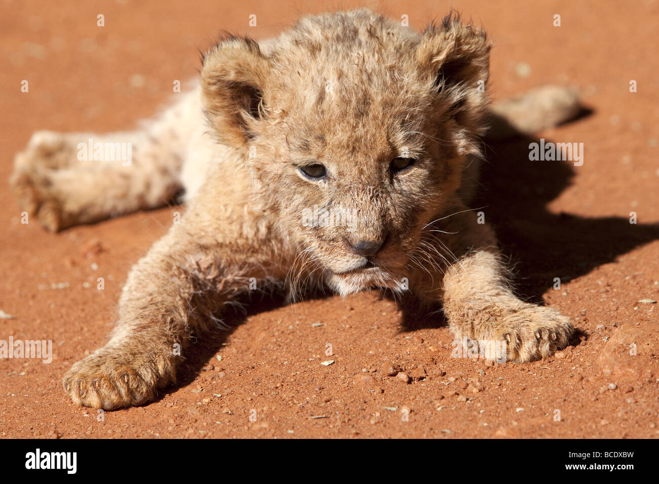 Small lion cub Stock Photo - Alamy