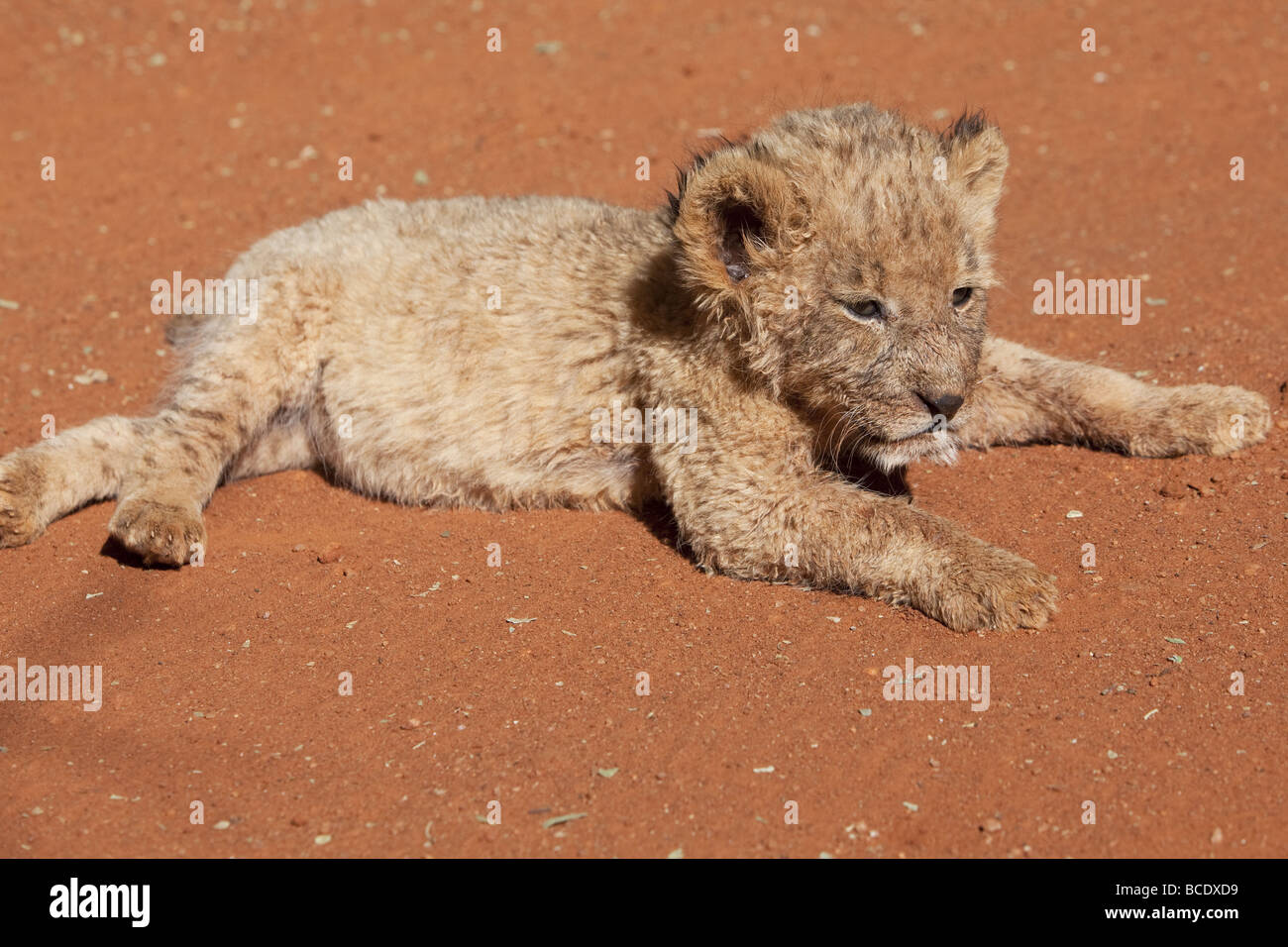 Small lion cub Stock Photo - Alamy