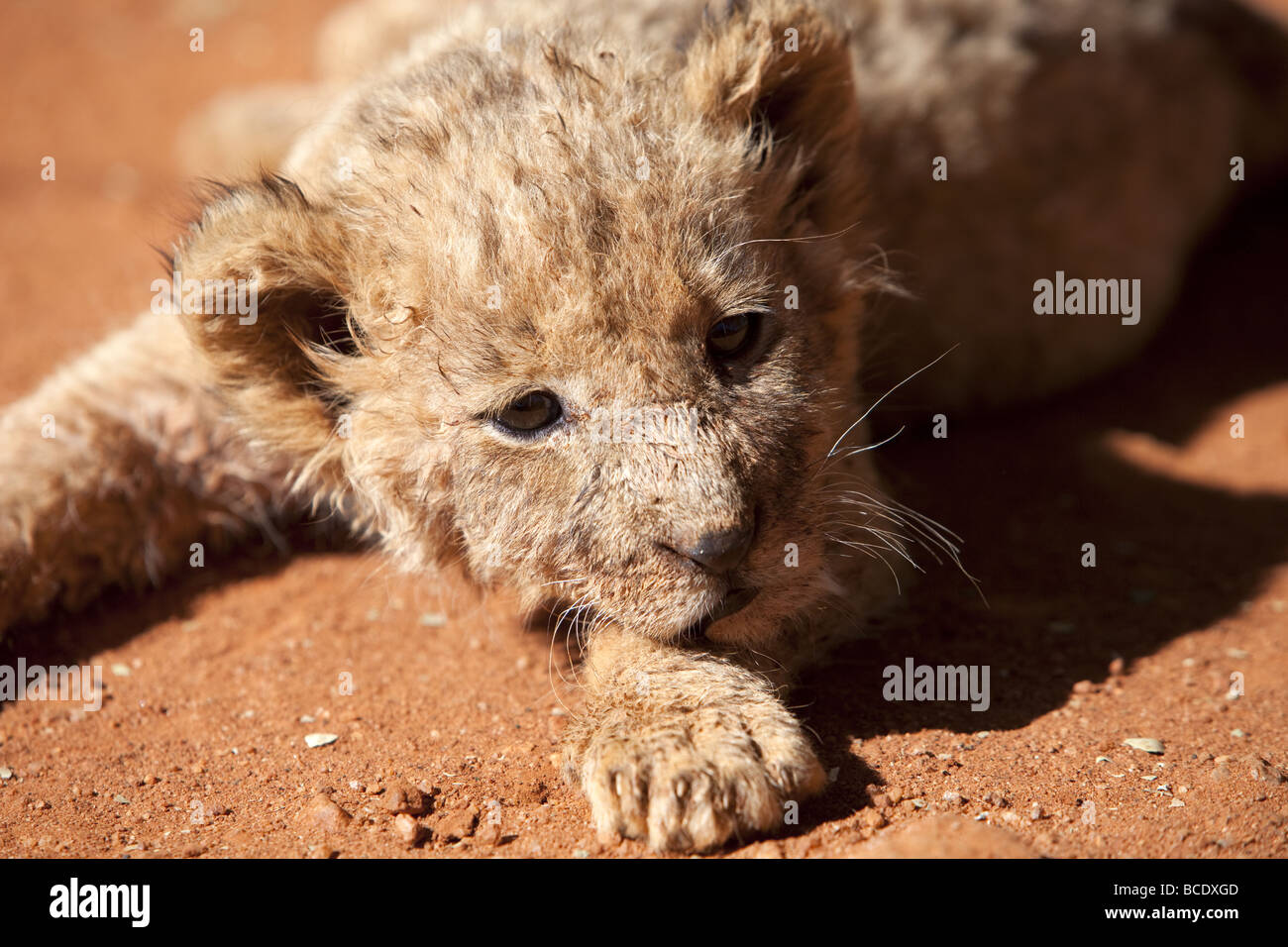 Small lion cub Stock Photo - Alamy