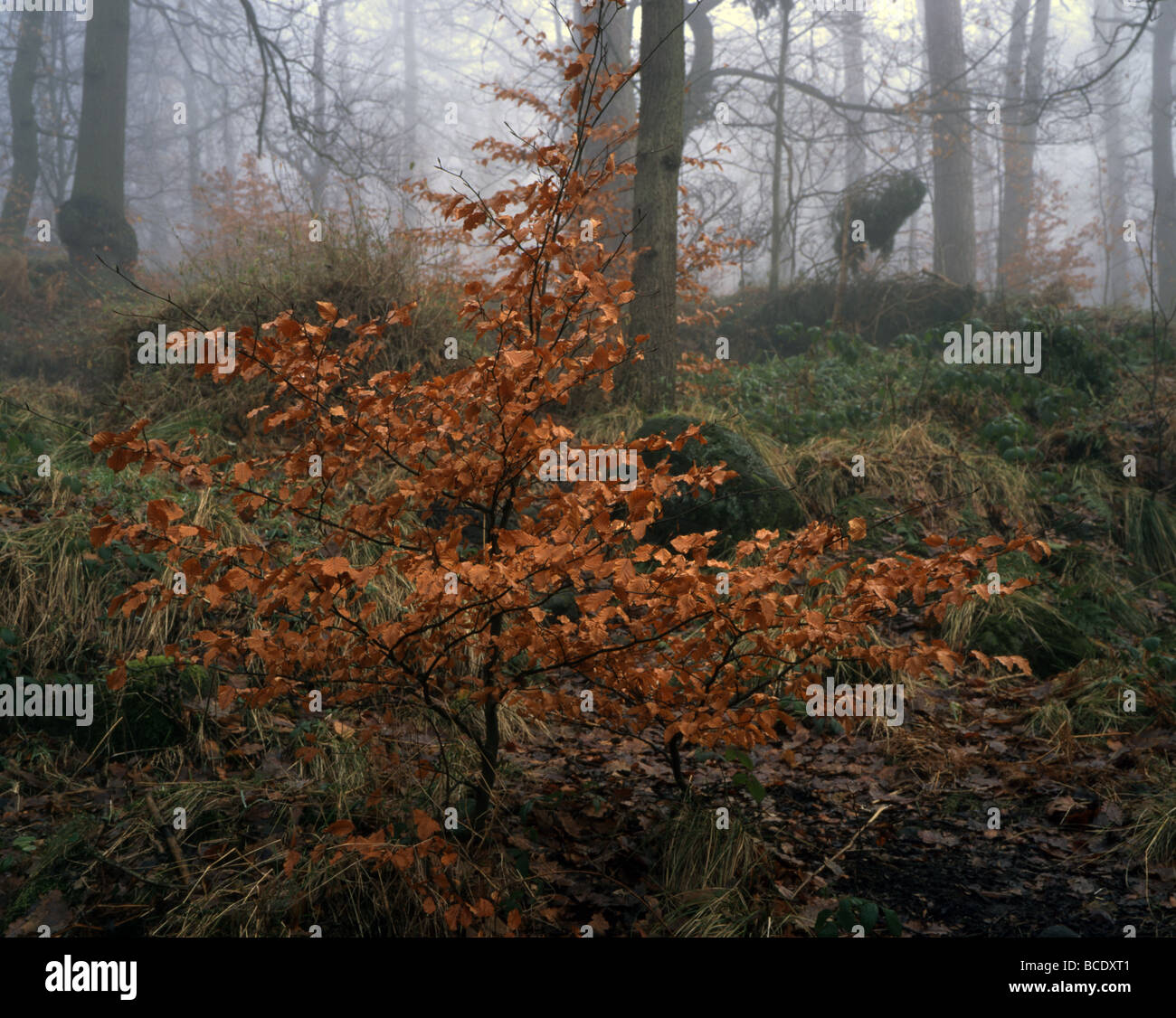 Young beech trees saplings fagus hi-res stock photography and images ...