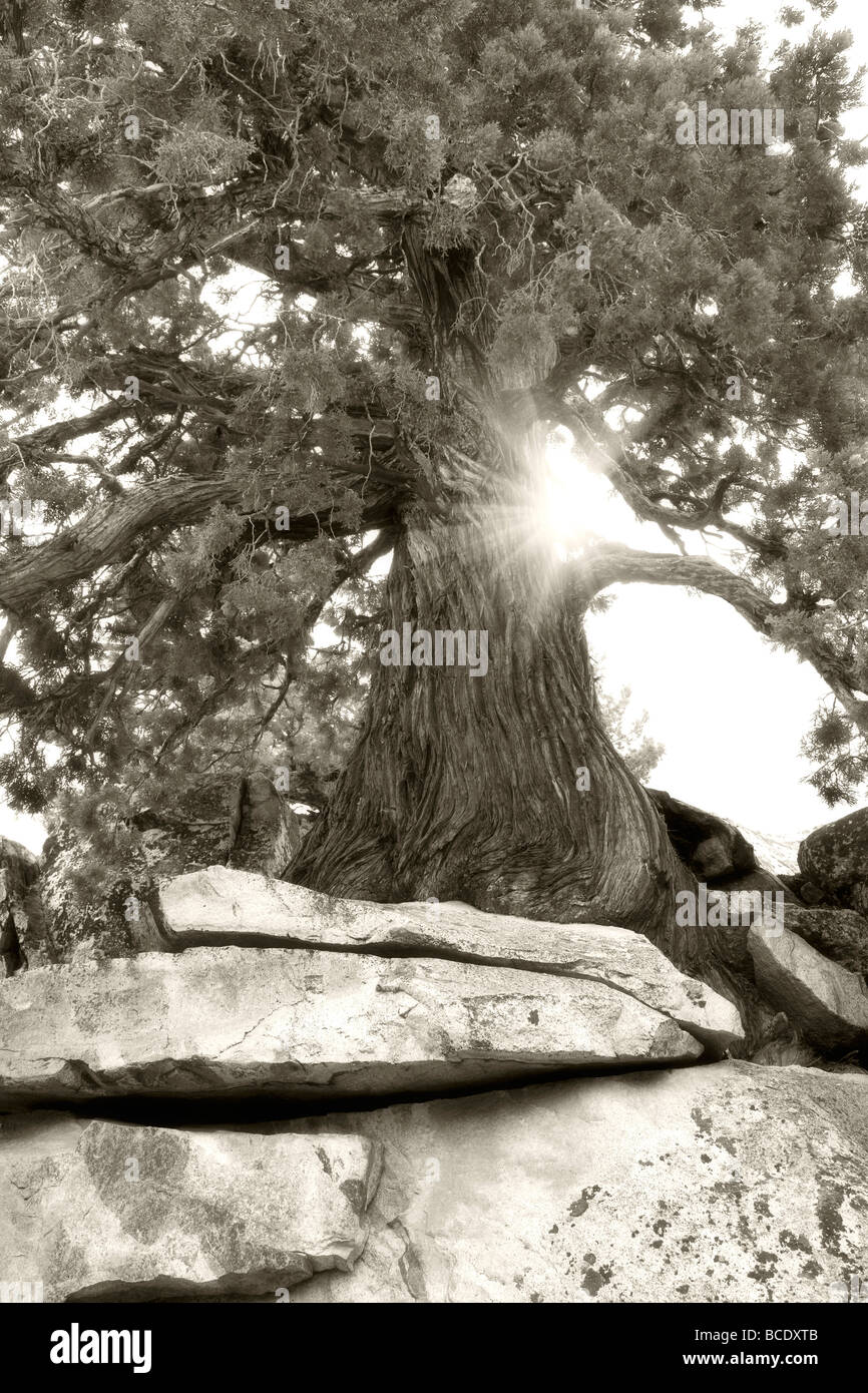 Growing by rock hi-res stock photography and images - Alamy