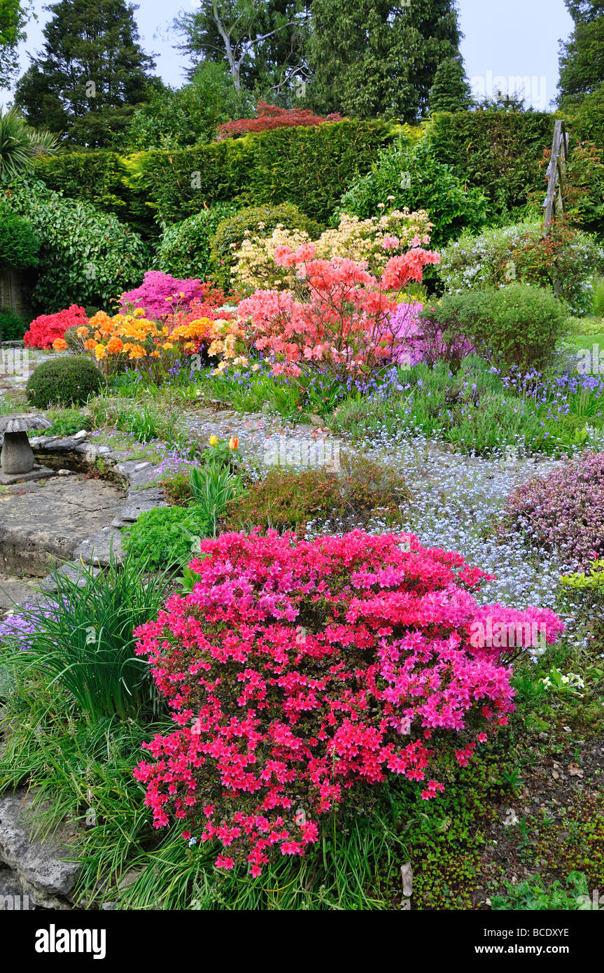 Azaleas in a Hampshire garden Stock Photo - Alamy
