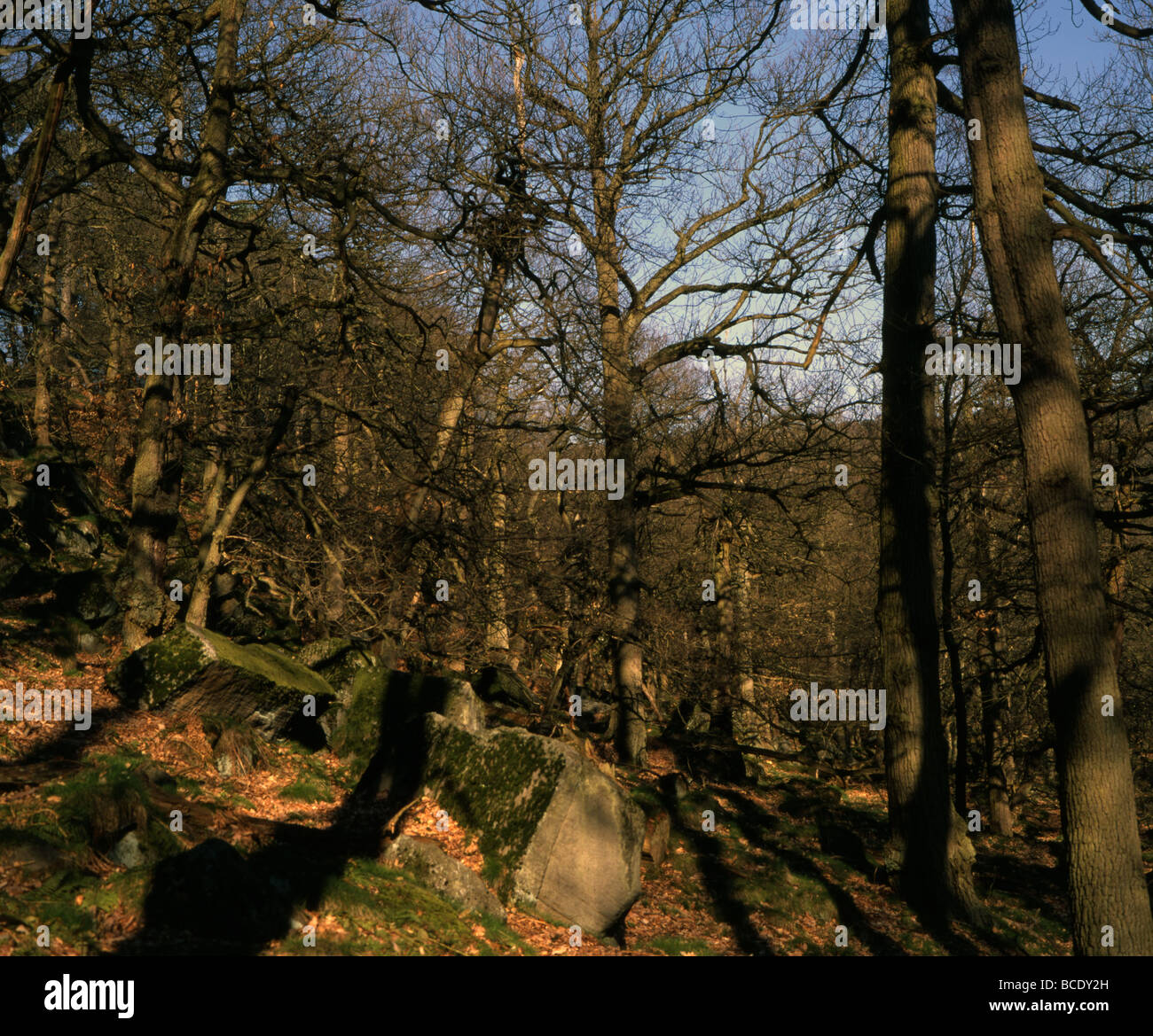 Padley Wood Padley Gorge Grindleford Derbyshire England Stock Photo - Alamy